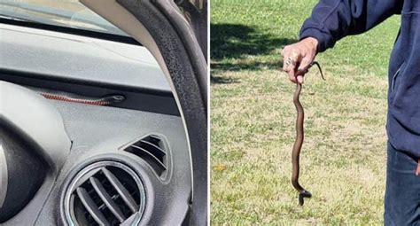 8 Tips Usir Ular Di Dalam Mobil Bimo Argantara Medium