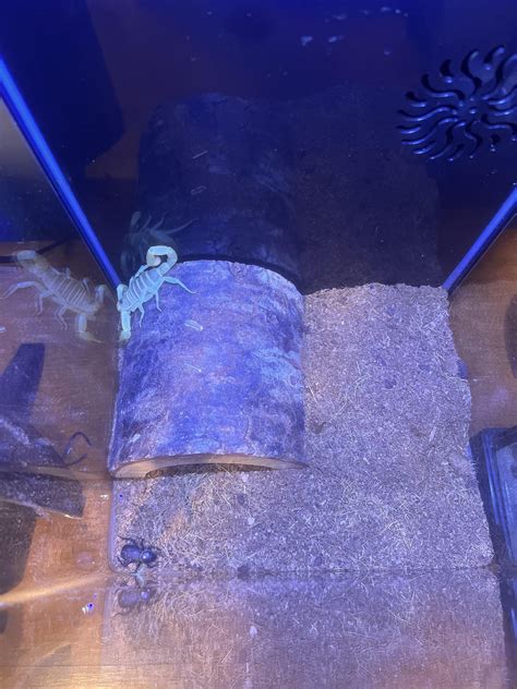 California Hairy Scorpion Enclosure R Scorpions