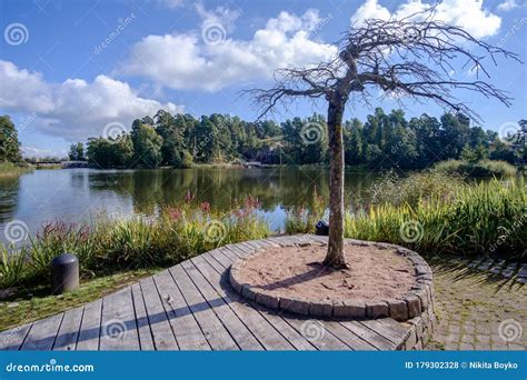 Nude Tree By The Lake In The Sapokka Landscaping Park Kotka Finland Stock Photo Image Of