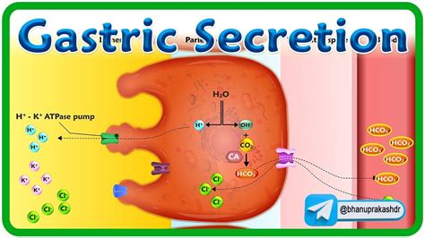Gastric Secretion Physiology Animation Usmle Step 1 Youtube