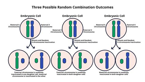 X Chromosome Inactivation A Breakthrough In Genetic Treatment