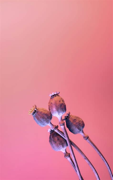 Eevee Sexy Pictures Download Free Images On Unsplash