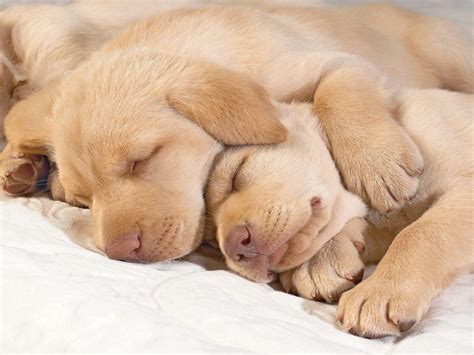 Cute Dogs Sleeping Wallpapers Top Free Cute Dogs Sleeping Backgrounds