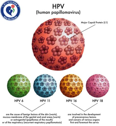 Virus Hpv Là Gì Các Dấu Hiệu Nhận Biết đã Nhiệm Virus Hpv Virus Hpv