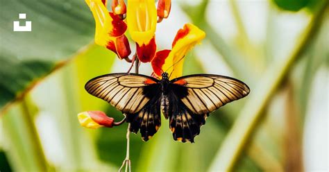 꽃에 앉아있는 나비의 근접 촬영 사진 사진 Unsplash의 무료 나비 이미지