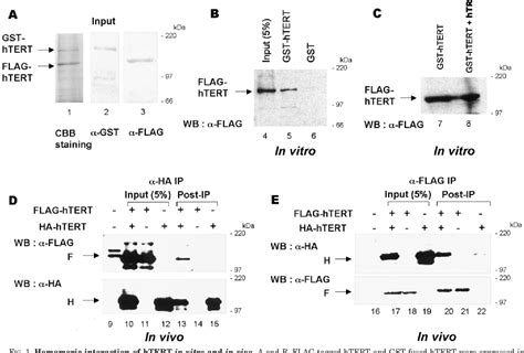 Figure 1 From Two Independent Regions Of Human Telomerase Reverse Transcriptase Are Important