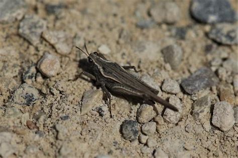 Tetrigidae Tetrix Bugguide Net