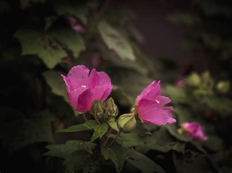Hibiscus Mutabilis On Behance