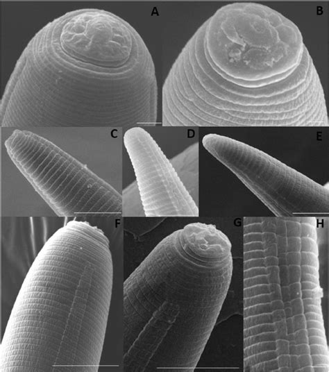 Morphology Of Pratylenchus Brachyurus Females From Brazil A Pb23 B Download Scientific