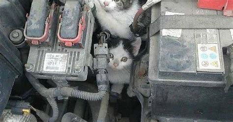 This Is Exactly Why You Need To Tap On Your Bonnet Before Driving With The Winter Weather Upon