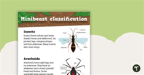 Minibeasts Classification Poster Teach Starter