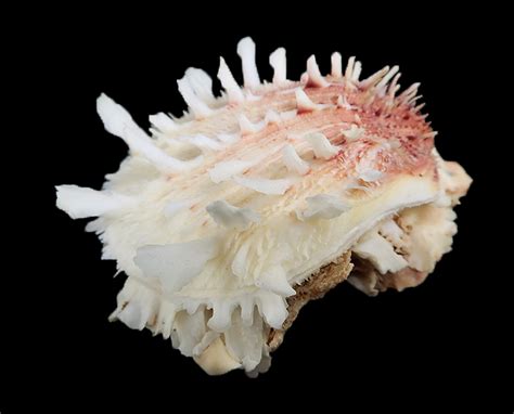 Spondylus Clarksoni Rarest Orange Malacology
