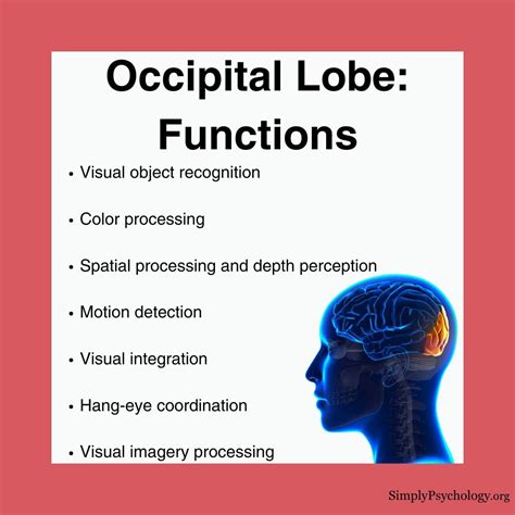Occipital Lobe Brain Function Human Brain Facts Functions And Anatomy