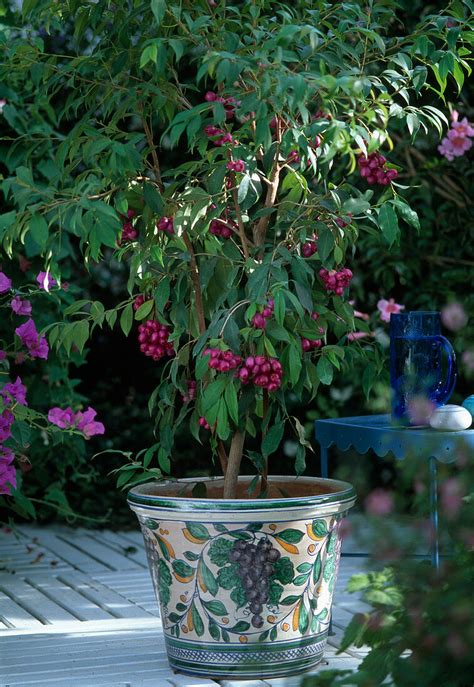 Eugenia Paniculata License Image 12113861 Image Professionals