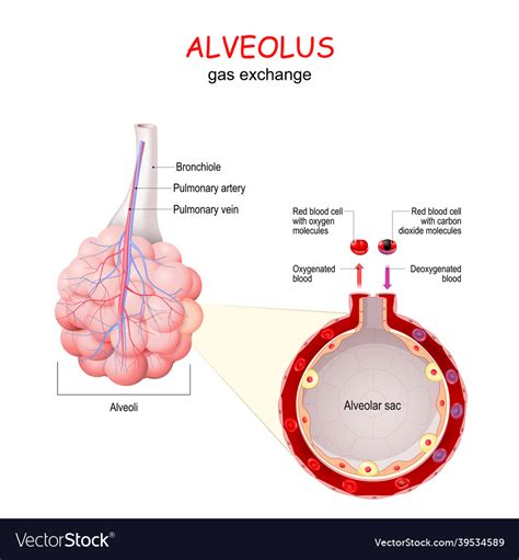 Alveoli Gas Exchange Diagram