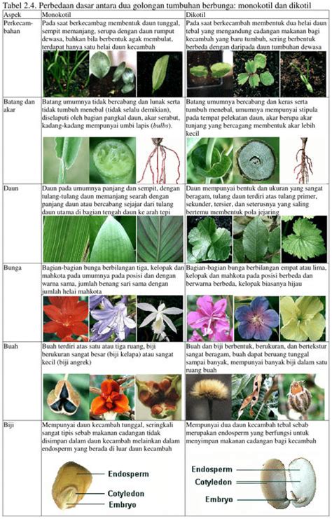 Detail Gambar Akar Batang Dan Daun Gambar Dan Morfologi Batang Koleksi Nomer