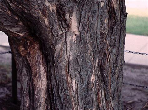 How To Identify Maple Trees Waterford Citizens Association WCA Of Waterford Virginia