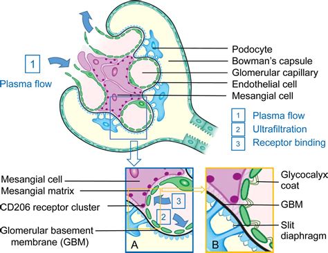 Extraglomerular Mesangial Cells