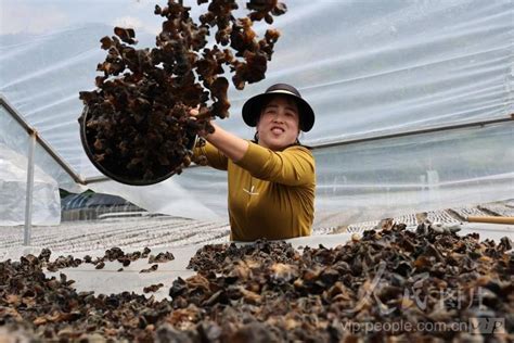 甘肃康县：木耳丰收 助农增收 人民图片网