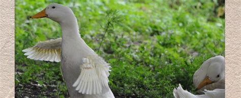 Duck Sex Season Is Here At Pumpjack And Piddlewick