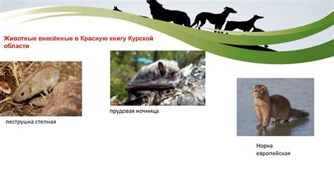 Животные Курской области презентация онлайн