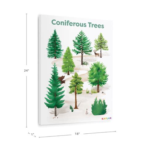 Coniferous Tree Giclee Classroom Wall Print