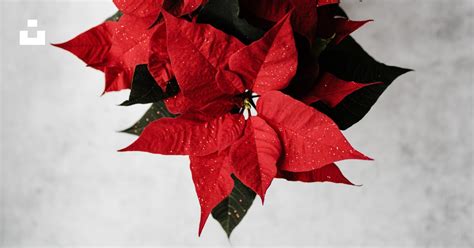 레드 포인세티아 꽃 사진 Unsplash의 무료 크리스마스 이미지