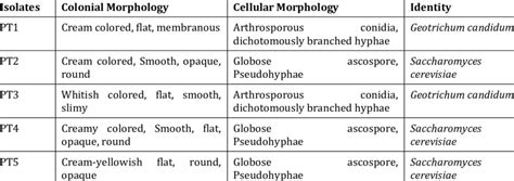 Morphology And Identity Of The Yeast Isolates Download Scientific Diagram