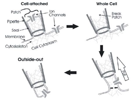 Patch Clamp Configurations 71 Download Scientific Diagram