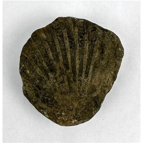 Fossil Clam Shell