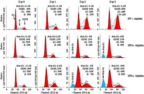 Cisplatin Treatment Induced Cell Cycle Arrest In Nf Xpa And Xpg Download Scientific Diagram