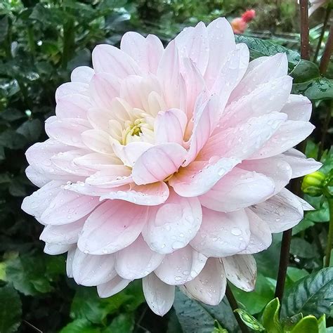 Silver Years Dahlia Lucky Penny Flower Farm