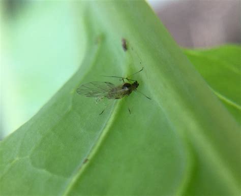 Green Peach Aphid 350