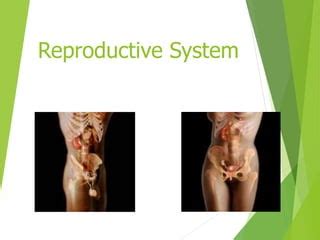 Reproductive System PPTX