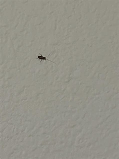 What Kind Of Bathroom Bug Is This Rbugidentification