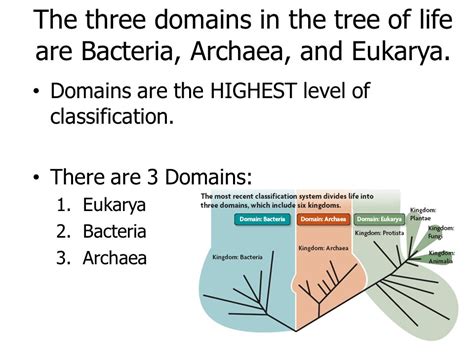 Evolution Part 3 Phylogeny And Classification Ppt Video Online Download