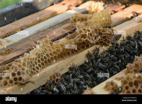Beehive Makes The Honey Stock Photo Alamy