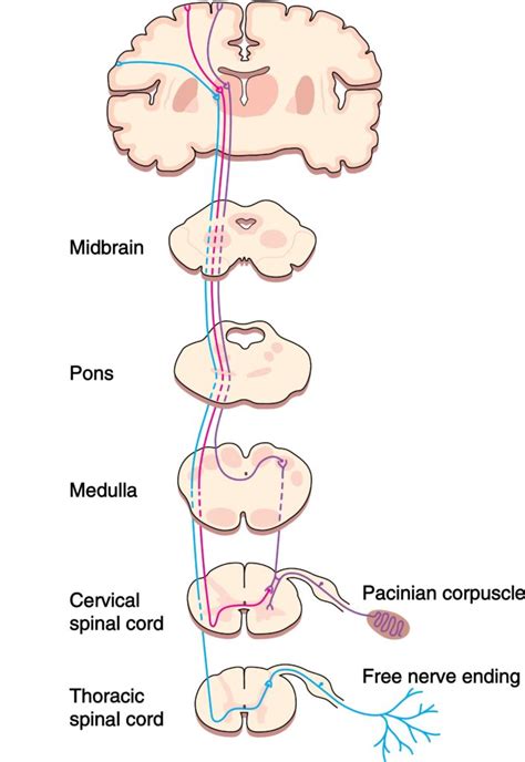 Cross Sections Of The Brain Midbrain Pons Medulla Cervical Spinal Cord And Thoracic Spinal