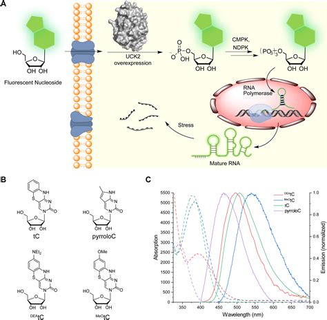 Live Cell Rna Imaging With Metabolically Incorporated Fluorescent Nucleosides Pmc