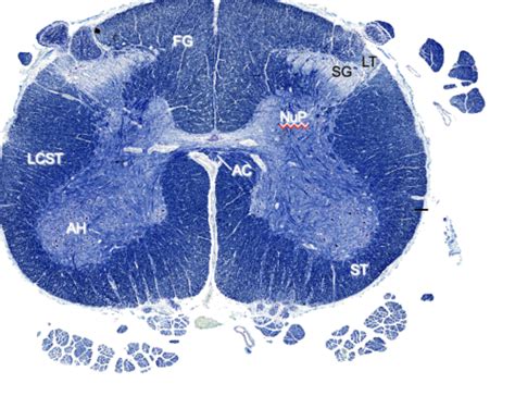 Somatosensory And Motor Pathways Powerpoint Flashcards Quizlet