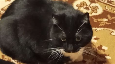 Playing With Erroroccoured On Roblox Youtube