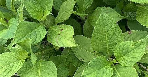 Leaf Spots On Hydrangea Album On Imgur
