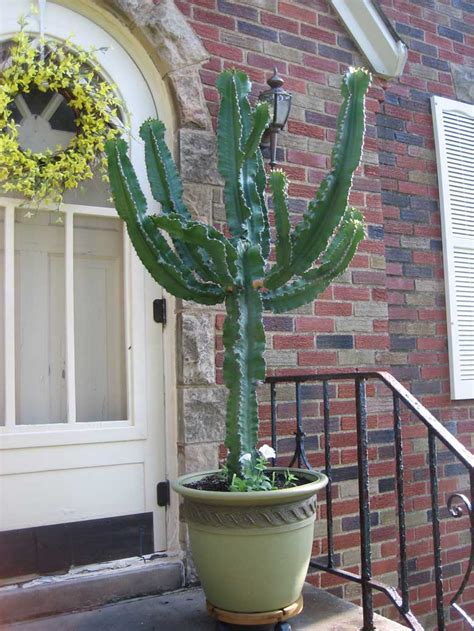 Tall Potted Cactus