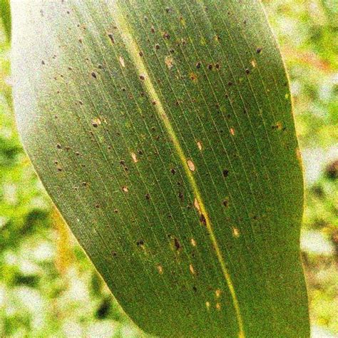 Corndisease Object Detection Dataset V1 2023 12 14 1158am By Zia Ilp5l