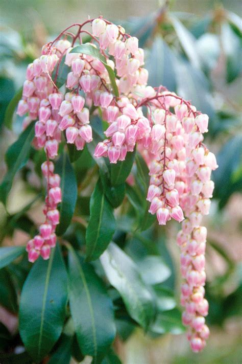 15 Flowering Evergreen Shrubs That Will Add Instant Color To Your Garden