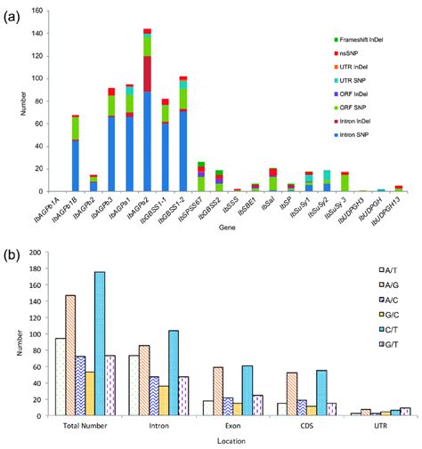 Summary Of The Single Nucleotide Polymorphisms Snps And Download Scientific Diagram