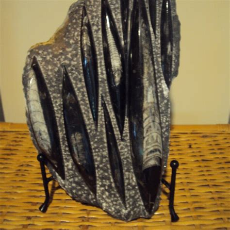 Mineral And Fossil Display Stand Etsy