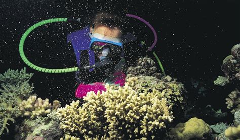 Synchronised Sex Australian Geographic