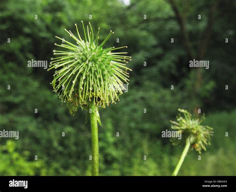 Geum Macrophyllum Fruit