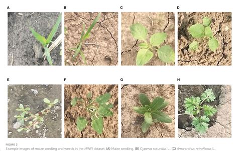 Figure 2 From Fine Grained Weed Recognition Using Swin Transformer And Two Stage Transfer